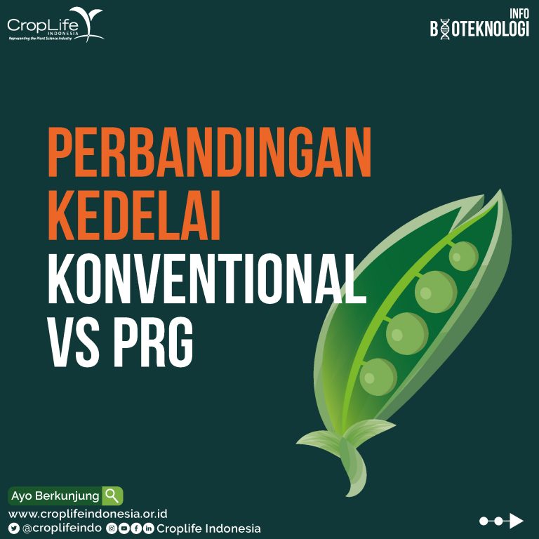 Perbandingan Kedelai Konvensional Vs Produk Rekayasa Genetika (PRG ...