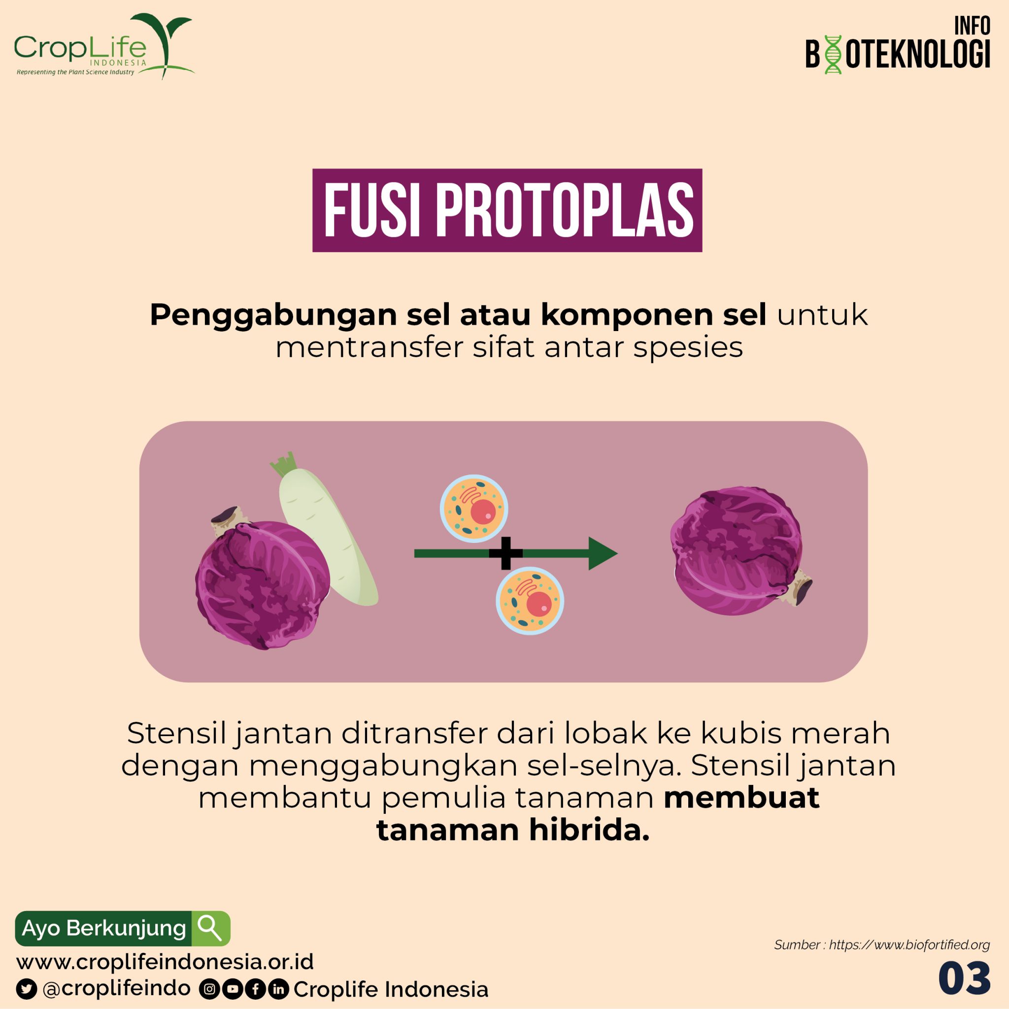 Jenis – Jenis Modifikasi Tanaman – CropLife Indonesia