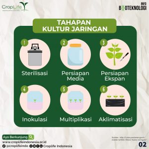 Tahapan Kultur Jaringan – CropLife Indonesia