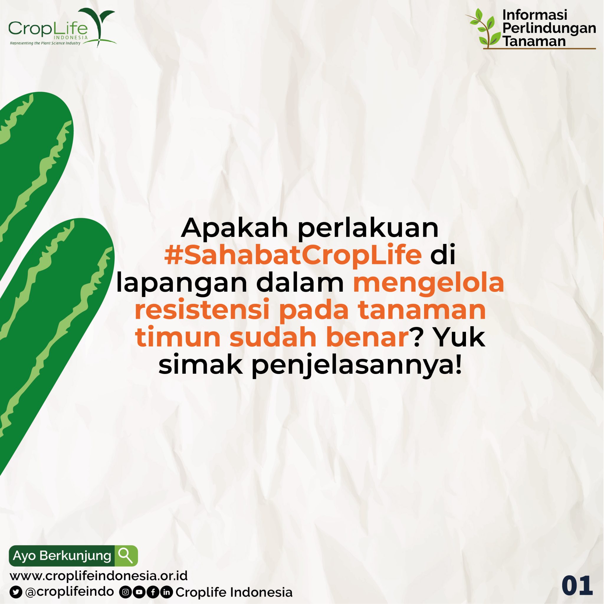 Mengelola Resistensi pada Tanaman Timun – CropLife Indonesia