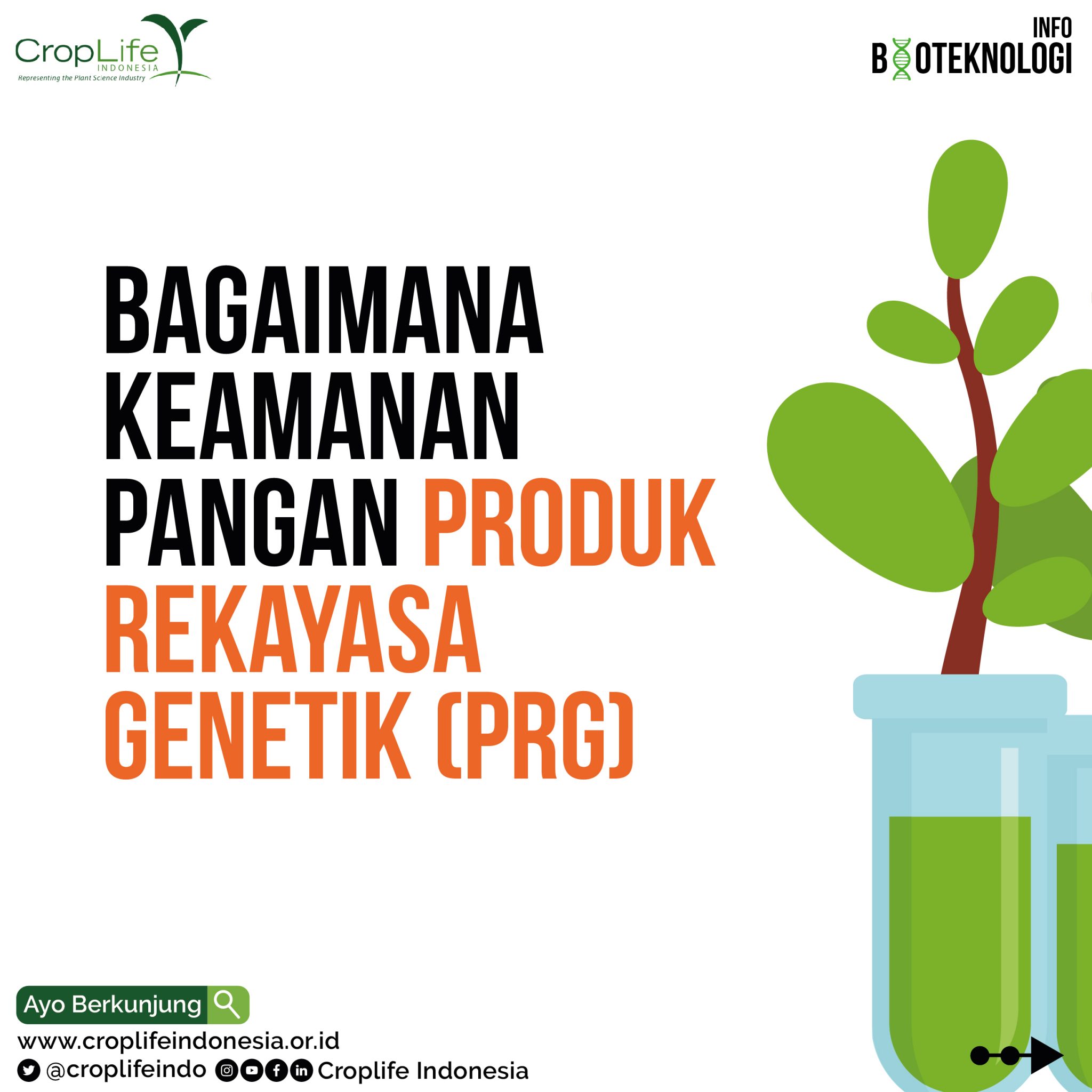 Bagaimana Keamanan Pangan Produk Rekayasa Genetik – CropLife Indonesia
