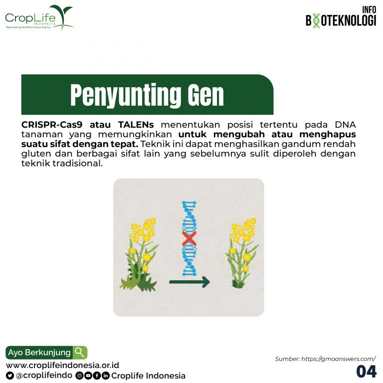 Pemuliaan Saat ini, Bioteknologi dan Teknik lainnya – CropLife Indonesia