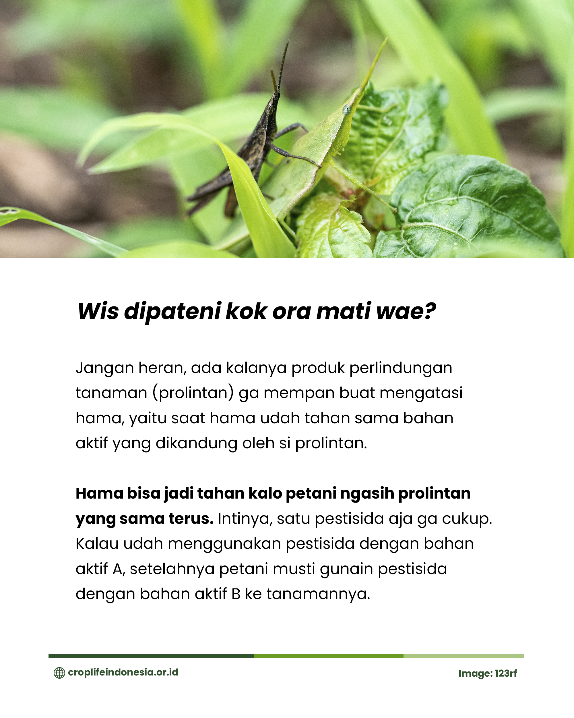 Alasan Mengapa Kenapa Ada Hama di Ladang yang Sudah Diberi Prolintan ...