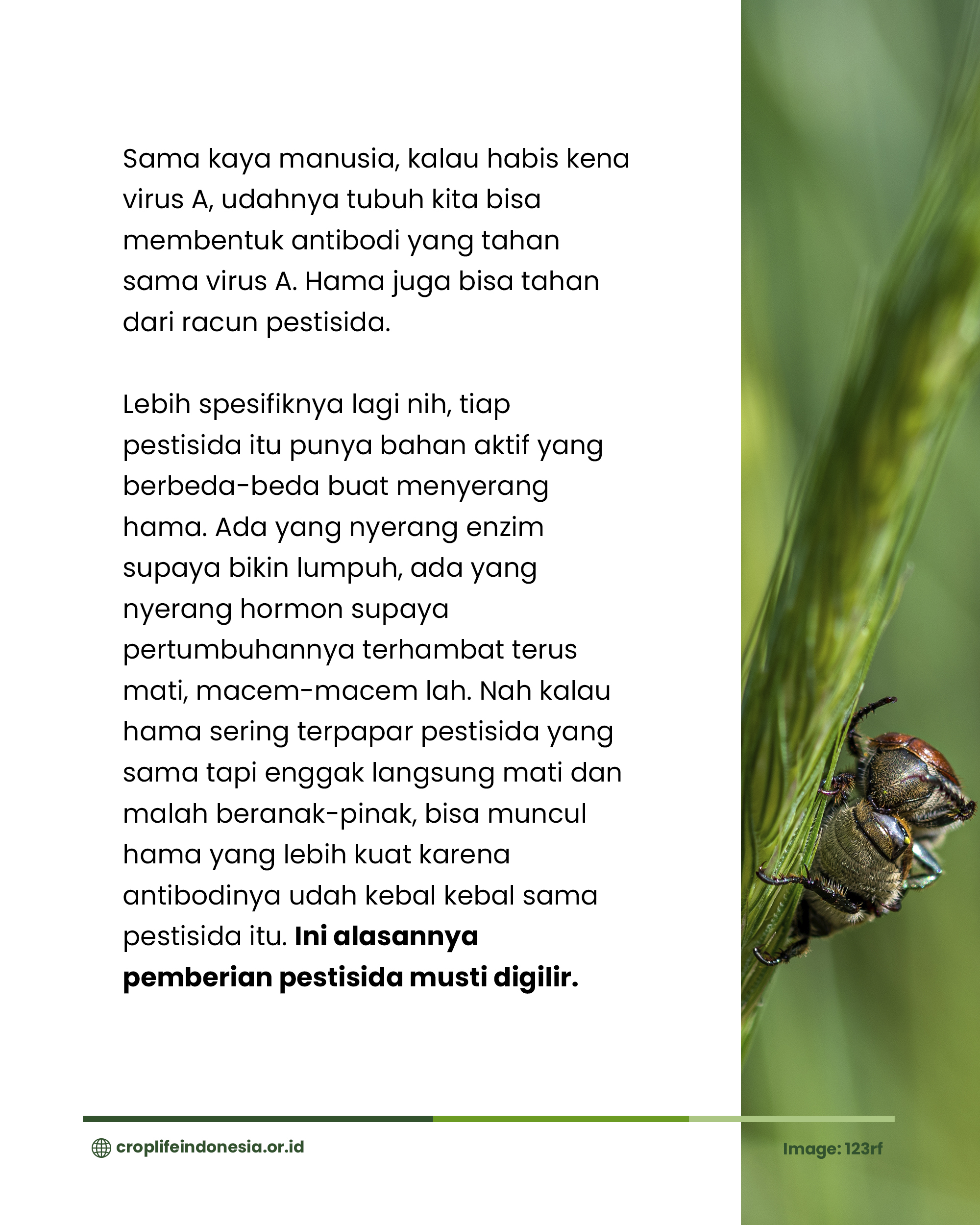 Alasan Mengapa Kenapa Ada Hama di Ladang yang Sudah Diberi Prolintan ...