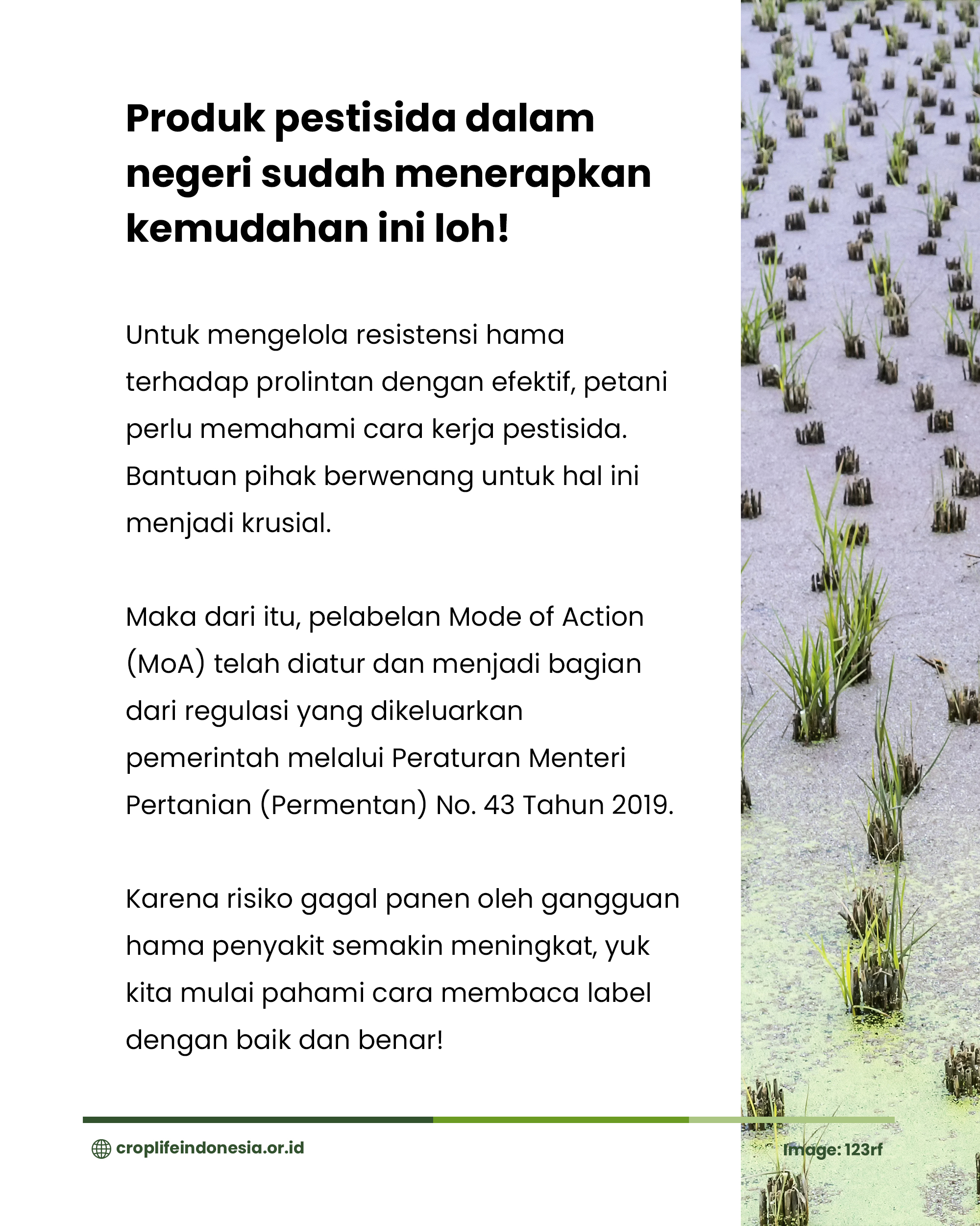 Alasan Mengapa Kenapa Ada Hama di Ladang yang Sudah Diberi Prolintan ...