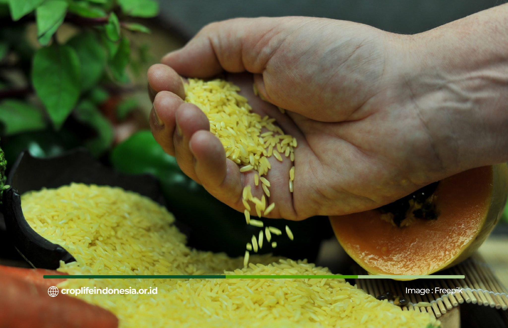 Manfaat Lingkungan dalam Adopsi Tanaman PRG Bagi Petani. – CropLife ...