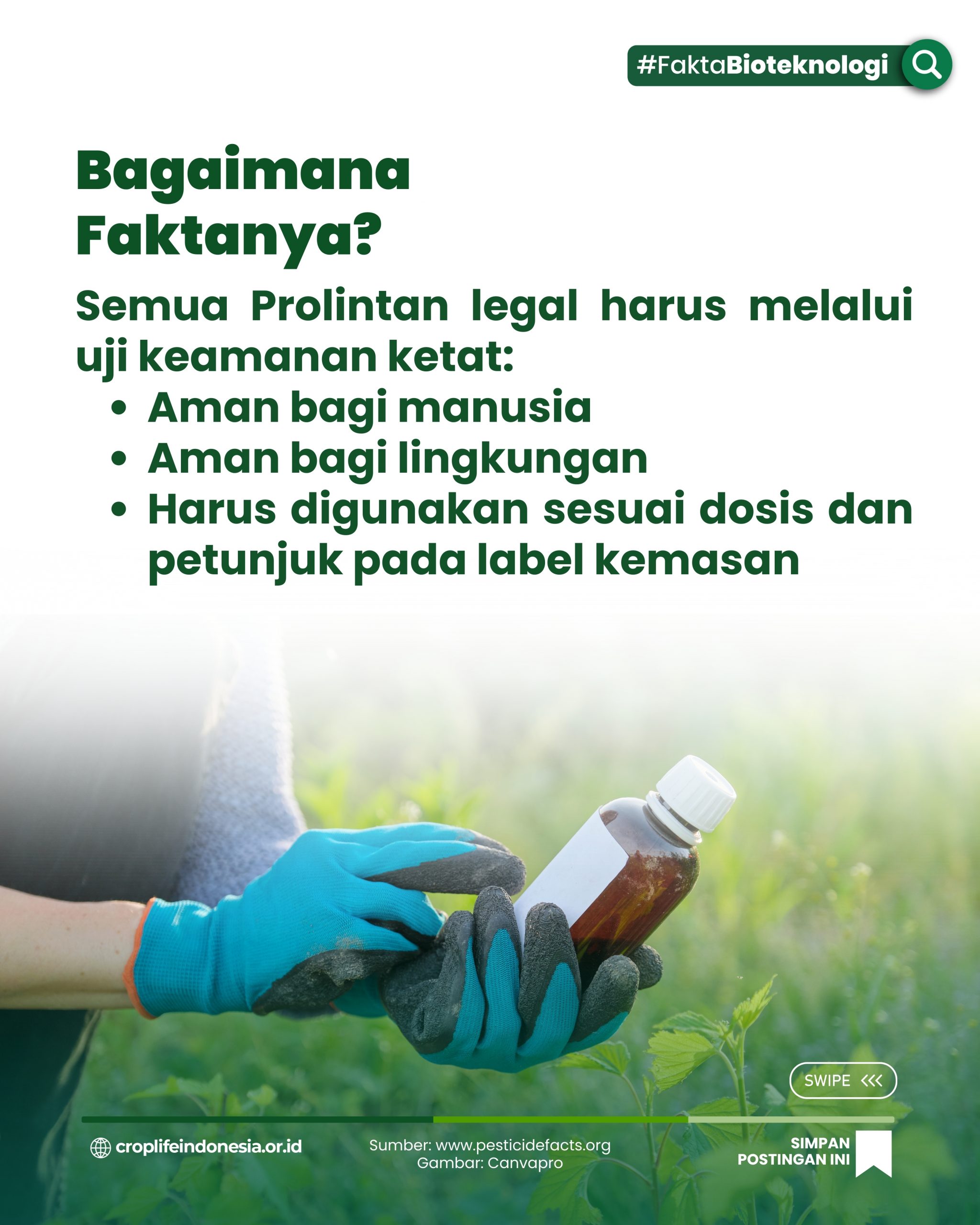 Apakah Prolintan Berbahaya Bagi Manusia? Ini Fakta yang Perlu Kamu Tahu ...