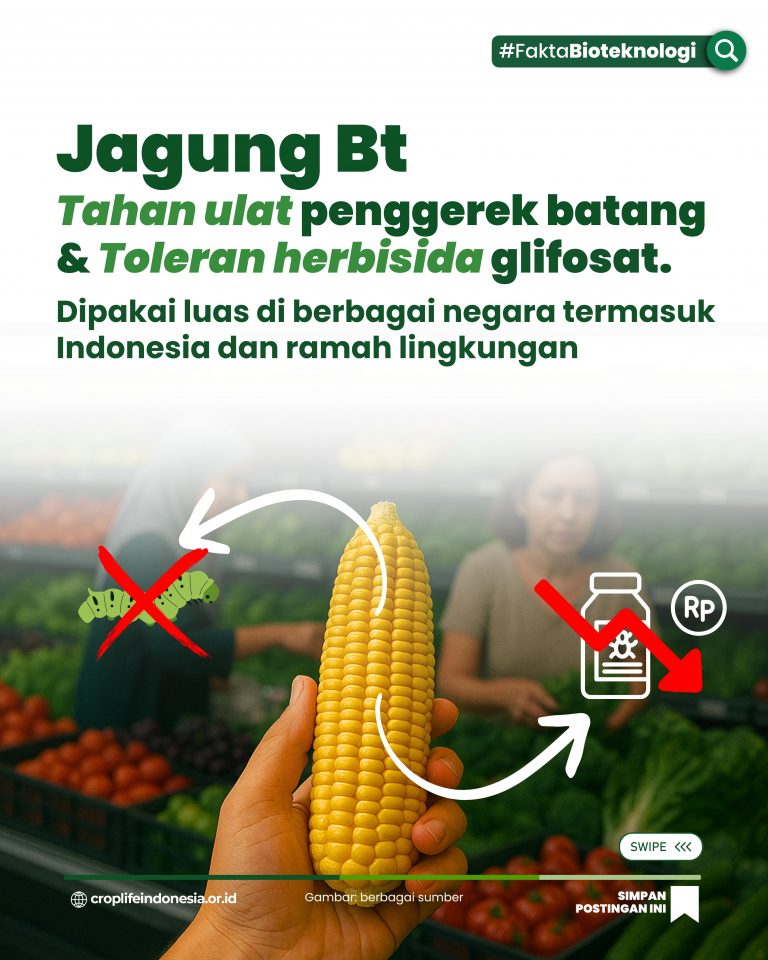 Jagung, Kentang, hingga Kedelai: Produk Rekayasa Genetika (PRG/GMO ...