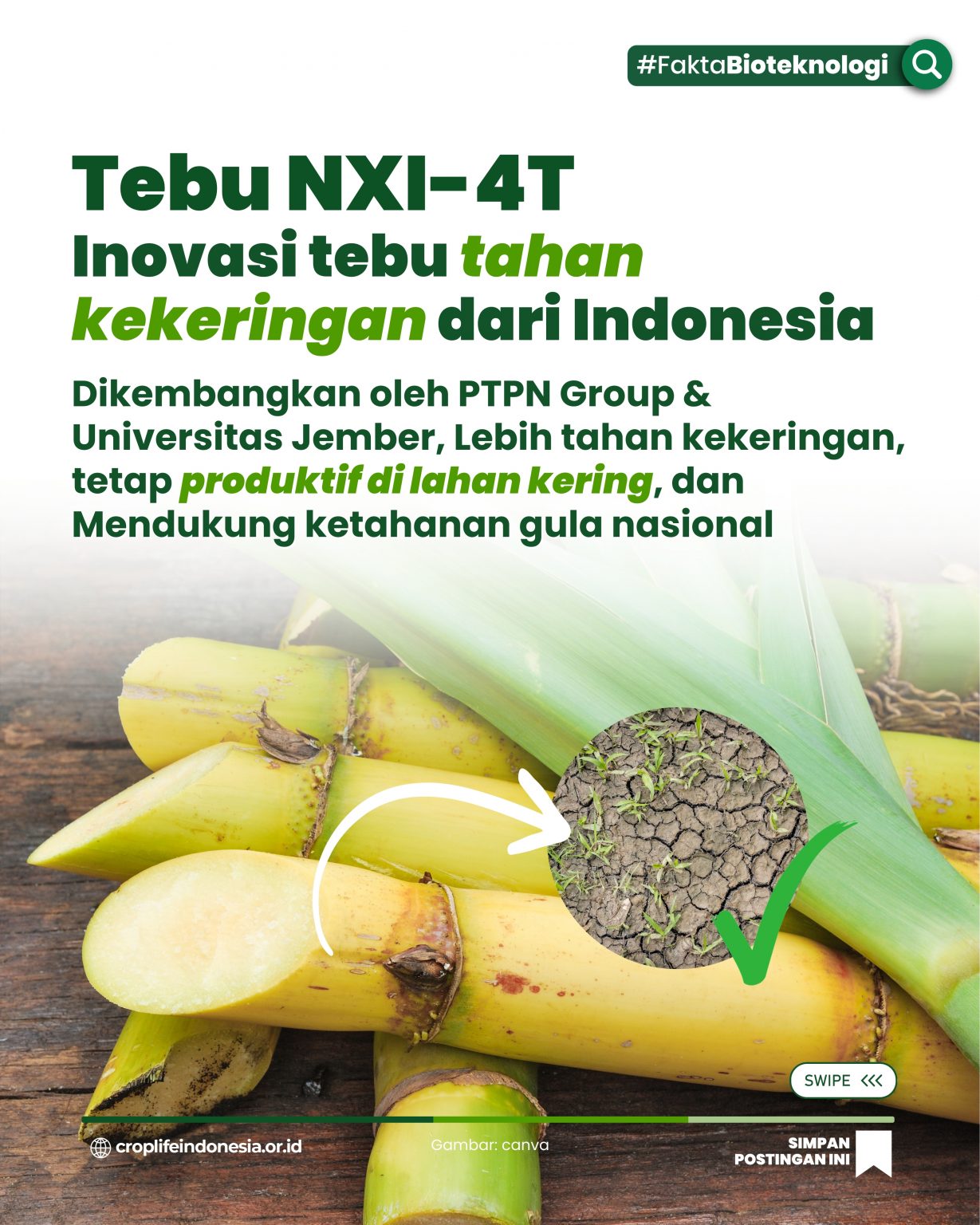 Jagung, Kentang, hingga Kedelai: Produk Rekayasa Genetika (PRG/GMO ...